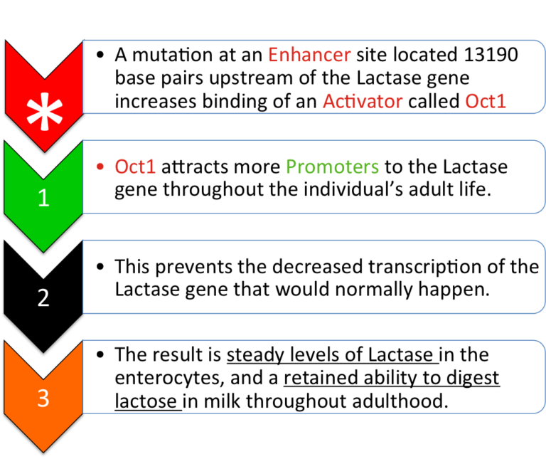 Lactase Persistence – Evo-Ed