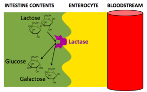 Lactase Persistence – Evo-Ed